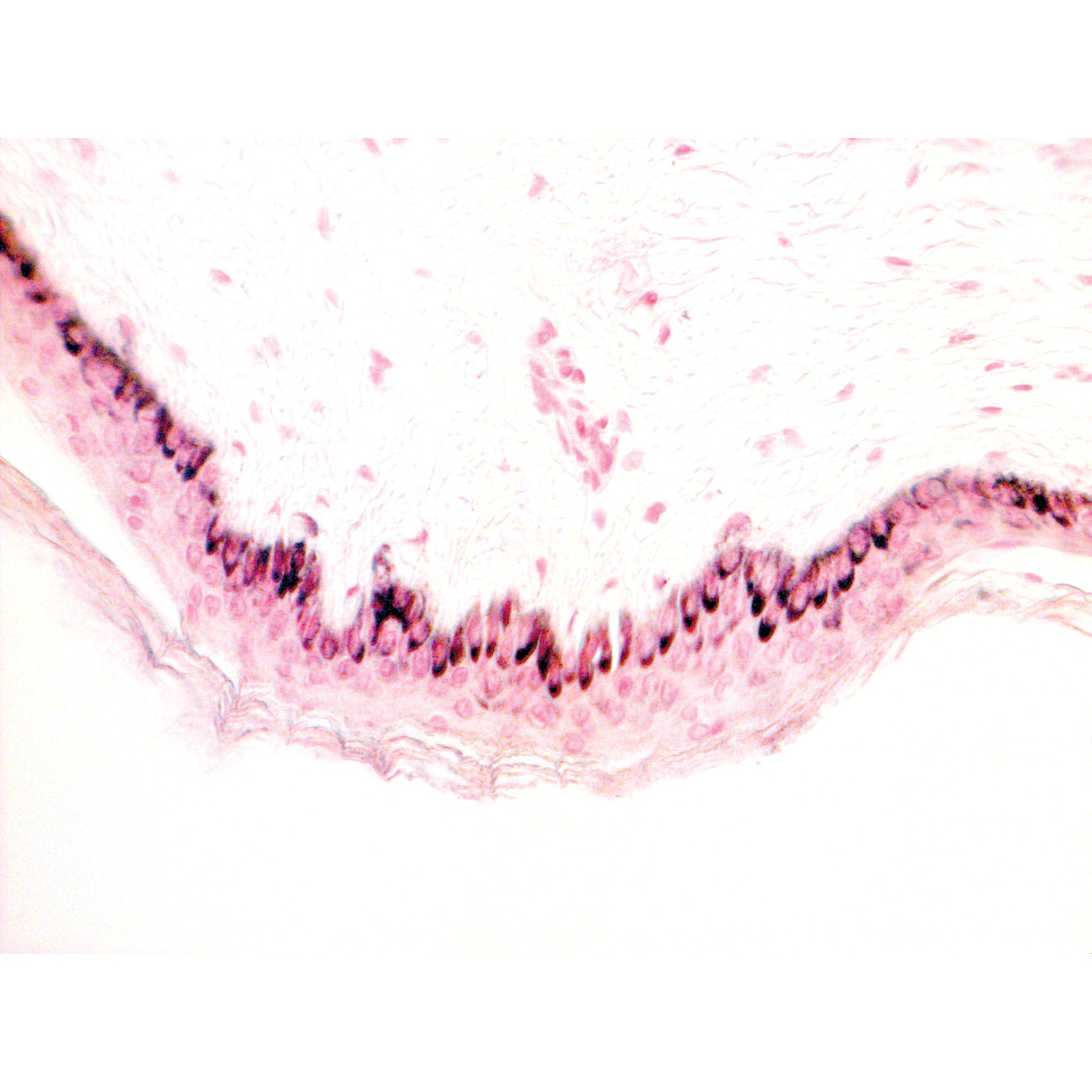 Search Results | Marketlab